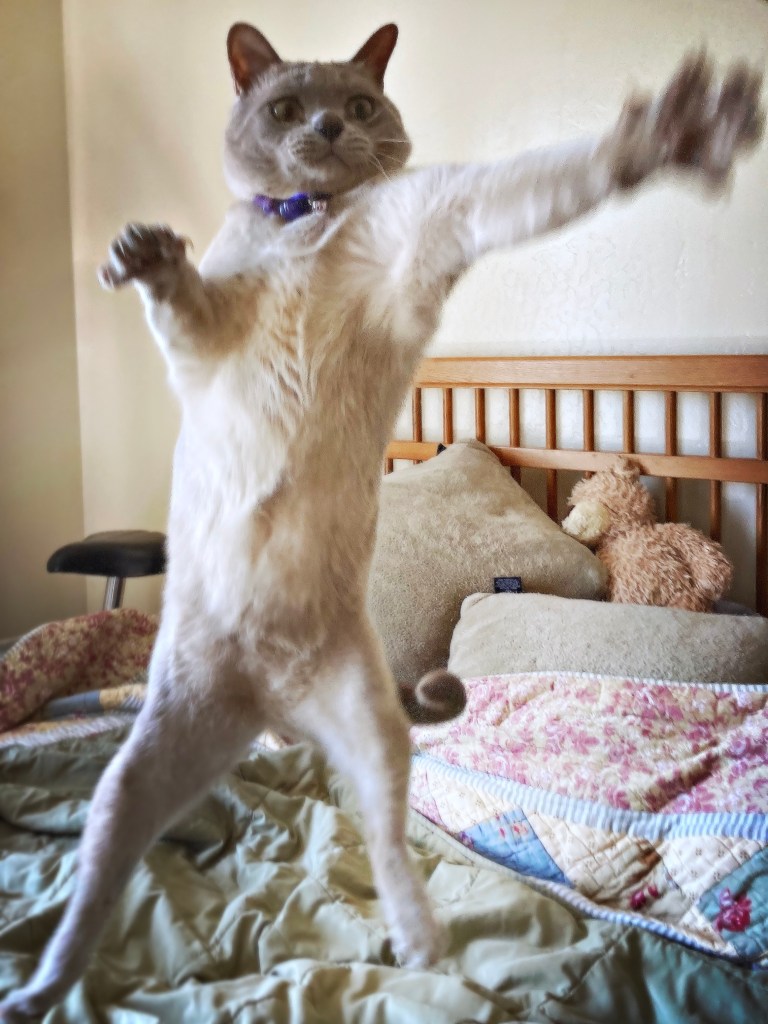 Photo Gallery – Kitty Corner Cat Sitting